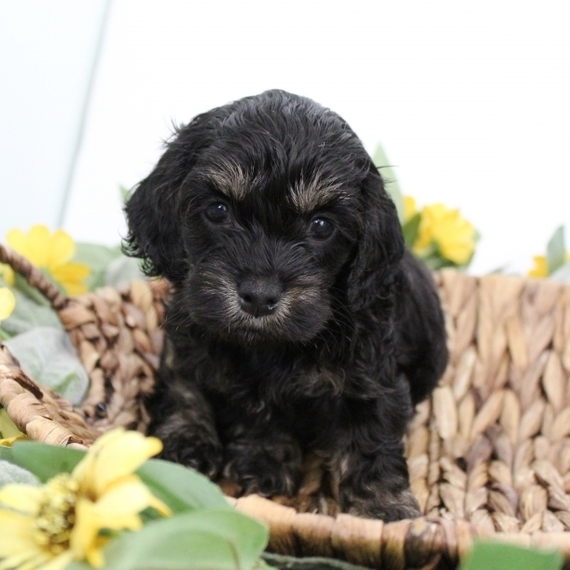Peanut, a Phantom Female Cockapoo Puppy 604006 | PuppySpot