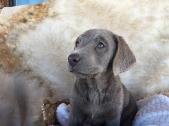 Lavender Labrador Retriever Puppy 615396 | PuppySpot