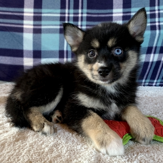 Sydney, a Black & Tan Female Pomsky Puppy 635836 | PuppySpot