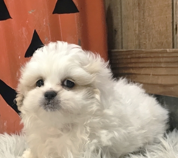 Marty, a White & Apricot Male Peekapoo Puppy 657766 | PuppySpot