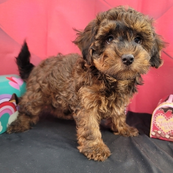 River, a Sable Male Havapoo Puppy 665076 | PuppySpot