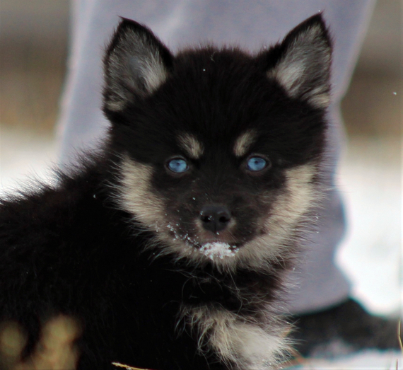 Cethlenn, a Black & Tan Female Pomsky Puppy 667006 | PuppySpot