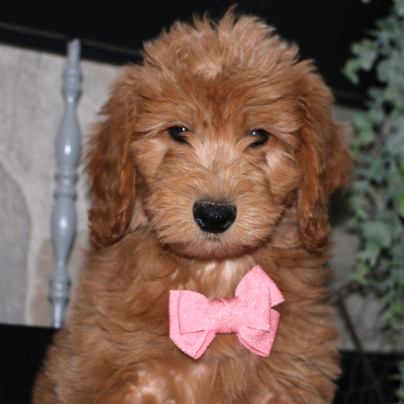 Aidric, a Apricot Male Goldendoodle Puppy 671986 | PuppySpot