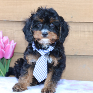 Ozzie, a Blue Merle Male Cavapoo Puppy 674696 | PuppySpot