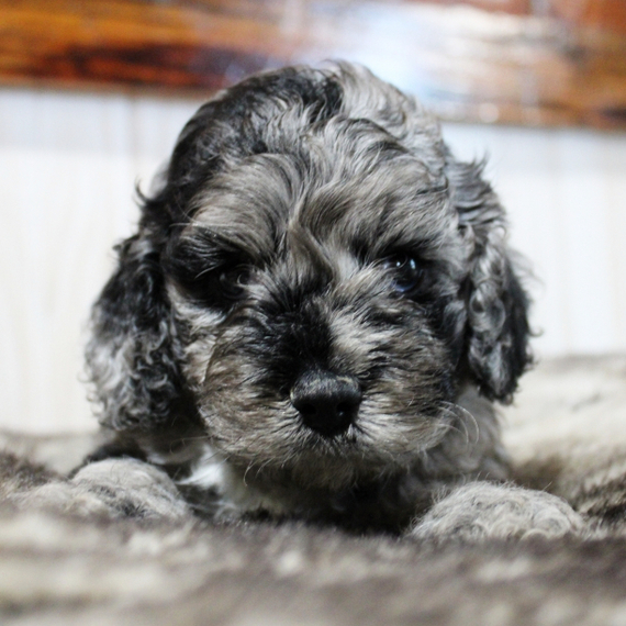 Poppy, a Blue Merle Male Cockapoo Puppy 677256 | PuppySpot