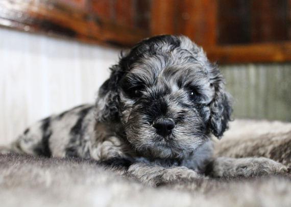 Poppy, a Blue Merle Male Cockapoo Puppy 677256 | PuppySpot