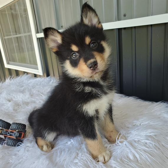 Grizzly, a Black & Tan Male Pomsky Puppy 686036 | PuppySpot