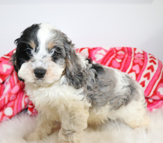Patch, a Blue Merle White & Tan Male Cockapoo Puppy 696246 | PuppySpot