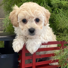 Bichonpoo Breed Characteristics | PuppySpot
