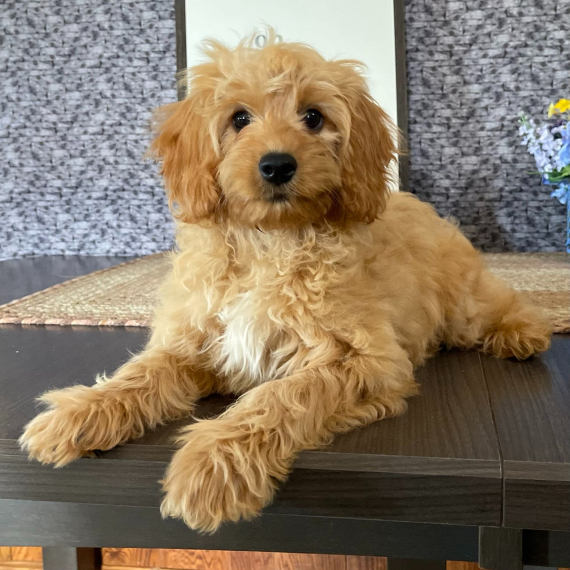 Buck, a Apricot Male Cavapoo Puppy 735446 | PuppySpot