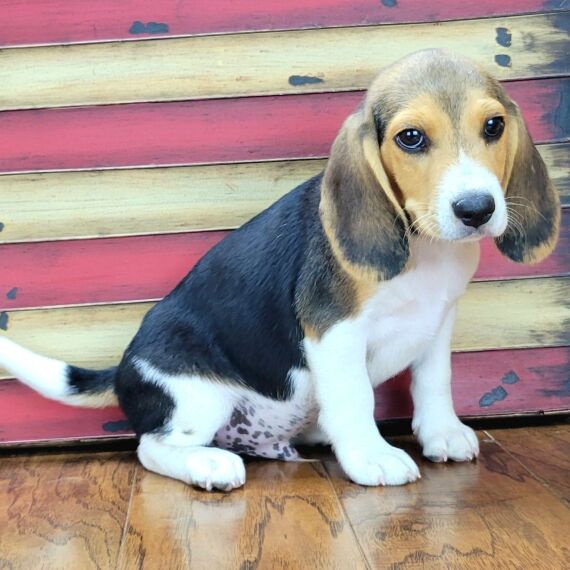 Ranger, a Black White & Tan Male Beagle Puppy 764876 | PuppySpot