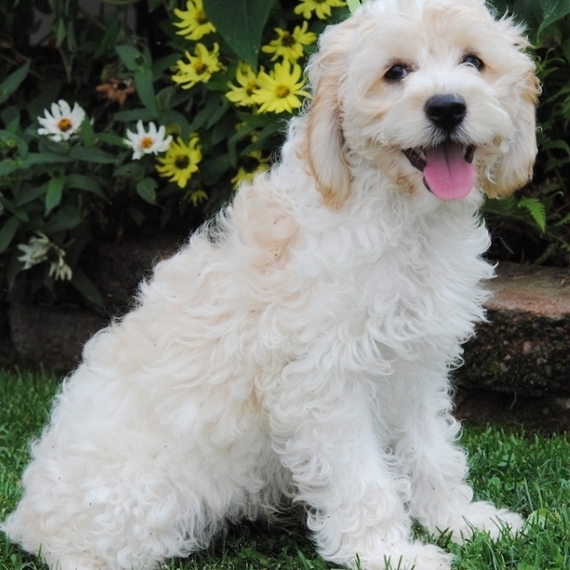 Patches, a Buff & White Male Cockapoo Puppy 605597 | PuppySpot