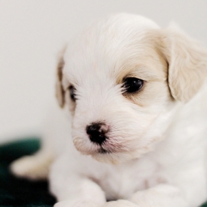 Cavapoo Breed Characteristics | PuppySpot