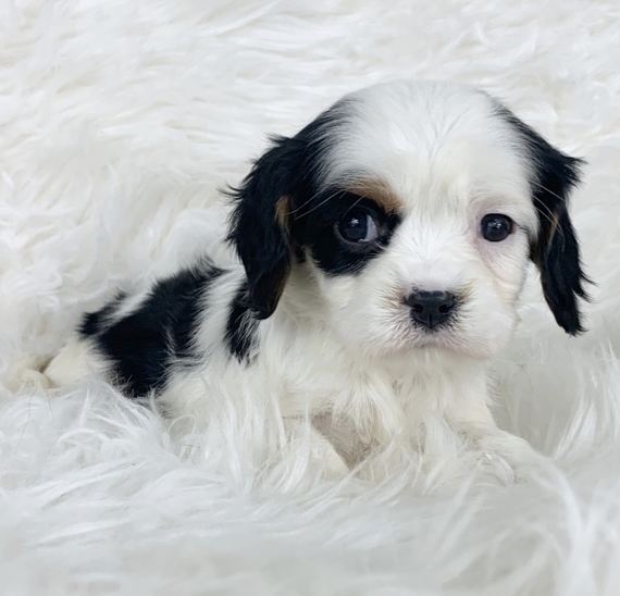Blue Cavalier King Charles Spaniel Puppy 631137 | PuppySpot