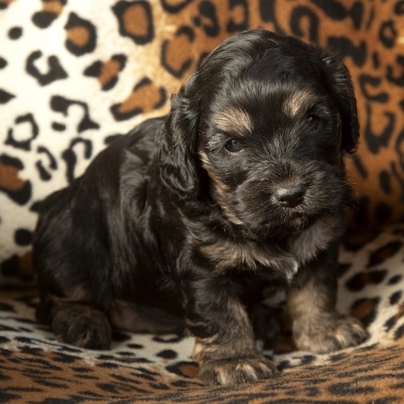 Sunny, a Black Female Cavapoo Puppy 658947 | PuppySpot