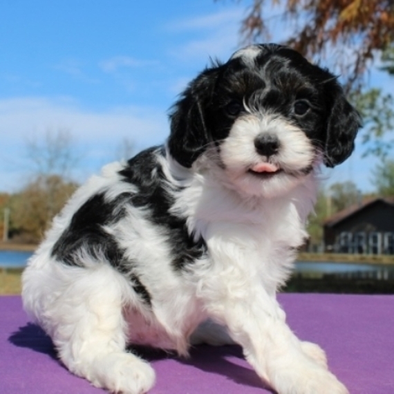 Sammy, a Black & White Male Cavapoo Puppy 660127 | PuppySpot