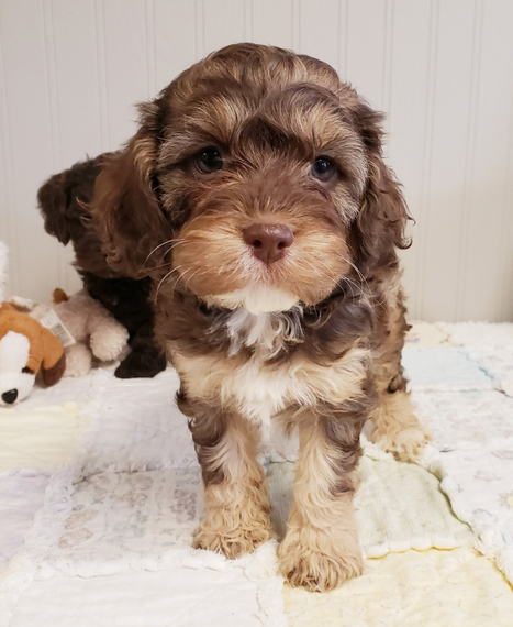Jewels, a Chocolate Phantom Female Cockapoo Puppy 669017 | PuppySpot