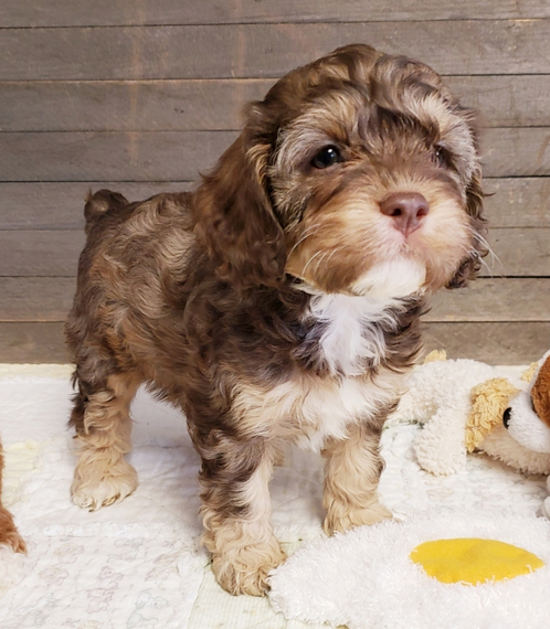 Jewels, a Chocolate Phantom Female Cockapoo Puppy 669017 | PuppySpot