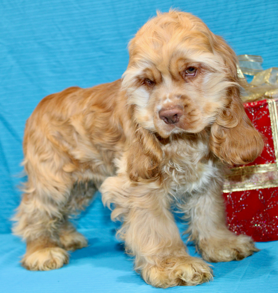 Pride, a Buff Male Cocker Spaniel Puppy 686607 | PuppySpot