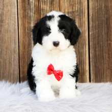 Sheepadoodle Breed Characteristics | PuppySpot