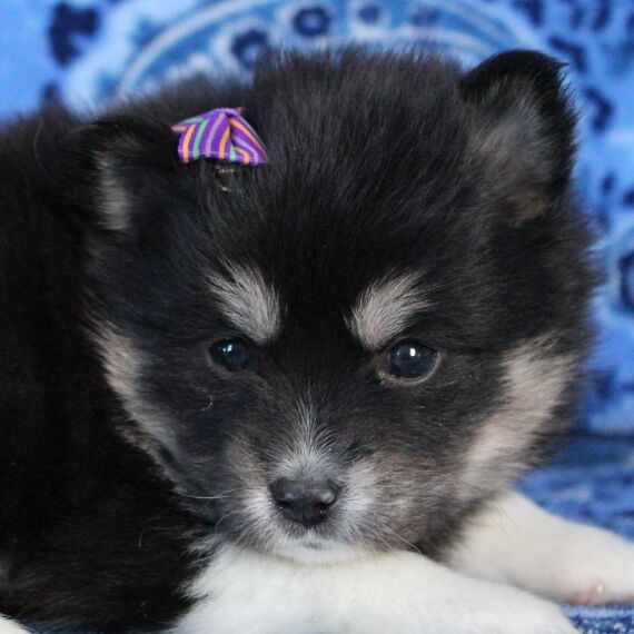 Pomsky Puppies for Sale - White, Blue eyed, Teacup & More | PuppySpot