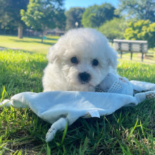 Bichon Frise Puppies for Sale - Black, Brown, Teacup & More | PuppySpot