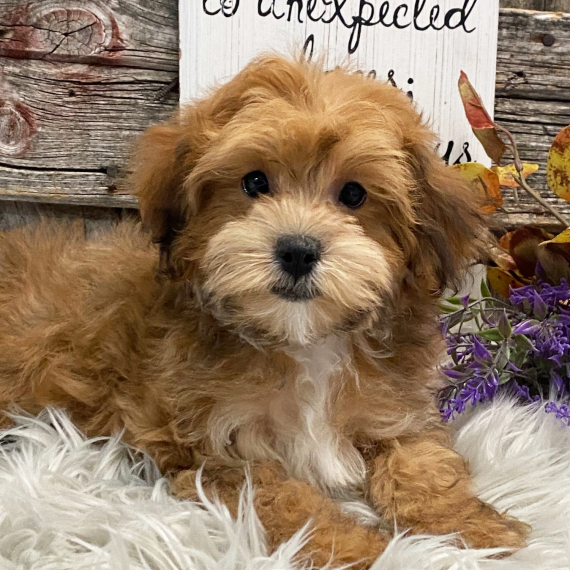 Valor, a Sable Male Havapoo Puppy 717117 | PuppySpot