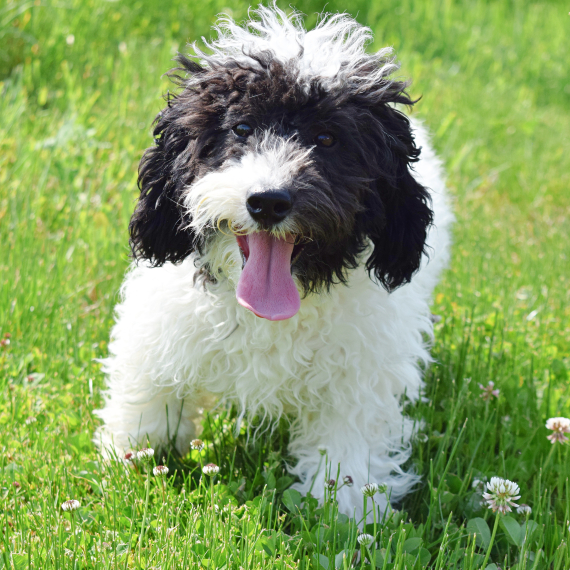 Leyla, a Black & White Female Poodle Puppy 726707 | PuppySpot