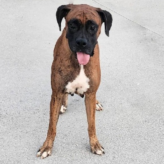 Elmo, a Flashy Brindle Male Boxer Puppy 809334 | PuppySpot