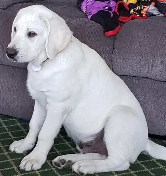 Branch, a English Cream Male Labrador Retriever Puppy 600498 | PuppySpot