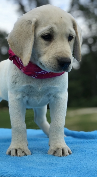 Baby Labrador Retriever Puppy 607828 | PuppySpot