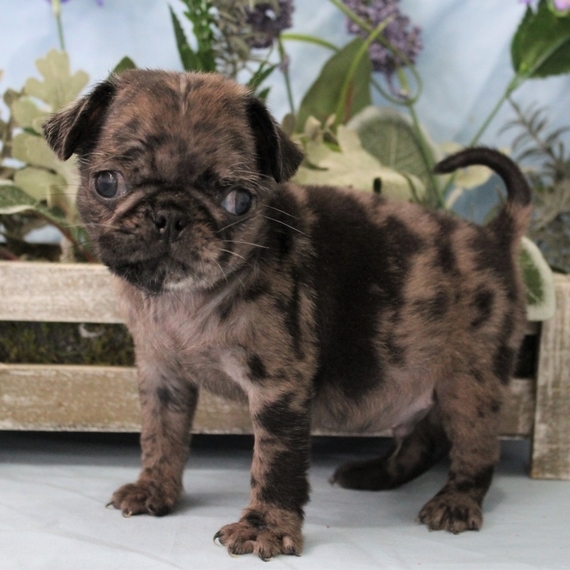 Merle, a Fawn Male Pug Puppy 636558 | PuppySpot