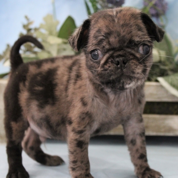 Merle, a Fawn Male Pug Puppy 636558 | PuppySpot