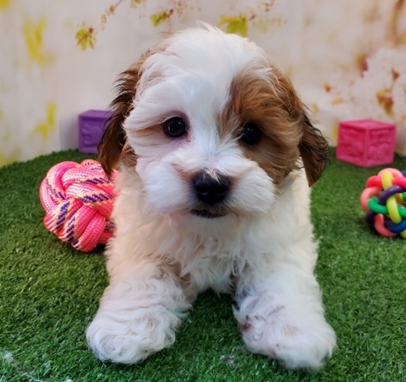 Breanna is a White & Sable Havapoo Puppy 638688 | PuppySpot
