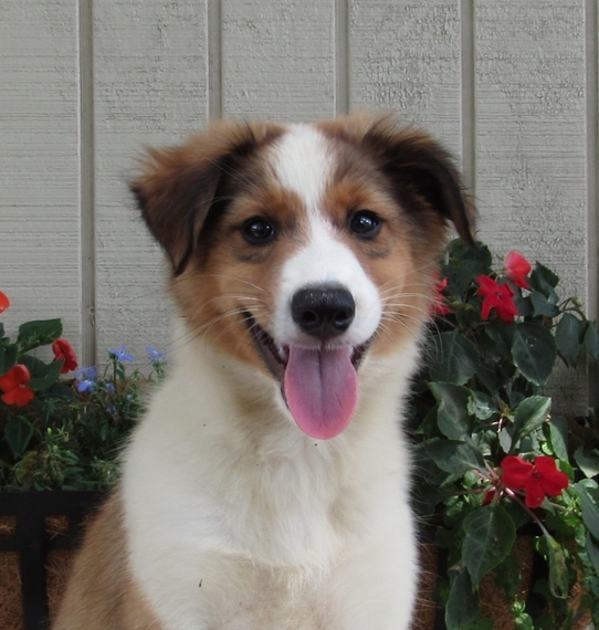 Shadow, a Sable & White Male Shel-Aussie Puppy 647108 | PuppySpot