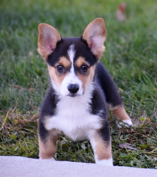 Bubbles, a Black & White Male Pembroke Welsh Corgi Puppy 653768 | PuppySpot