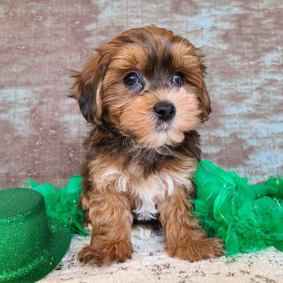 Phoenix, a Red Sable Male Havapoo Puppy 672398 | PuppySpot