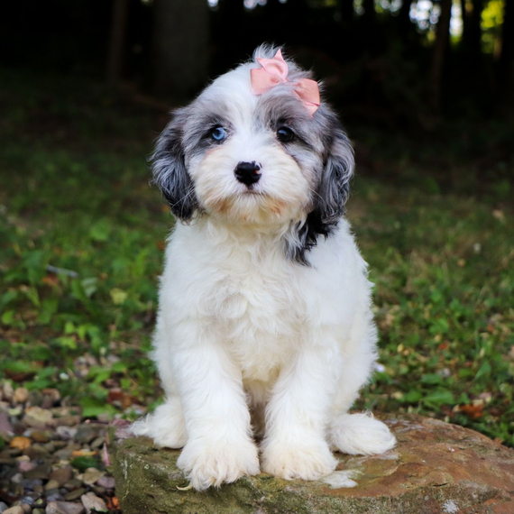 Dixie, a White & Blue Merle Female Cavapoo Puppy 683668 | PuppySpot