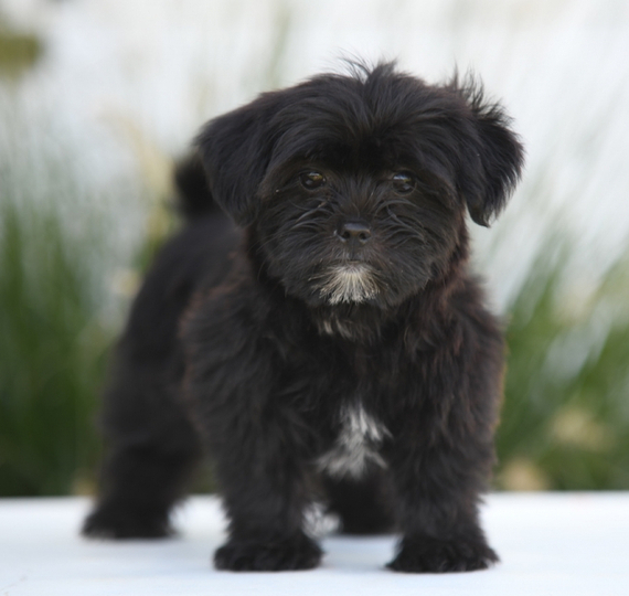 Becky, a Black Female Shorkie Puppy 684648 | PuppySpot