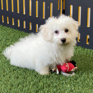 Bichon Frise Puppies for Sale - Black, Brown, Teacup & More | PuppySpot