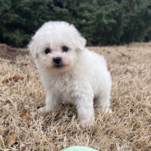 Bichon Frise Puppies for Sale - Black, Brown, Teacup & More | PuppySpot
