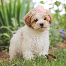 Havapoo Breed Facts, Information, and Characteristics | PuppySpot
