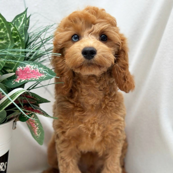Shanahan, a Apricot Male Cavapoo Puppy 768838 | PuppySpot