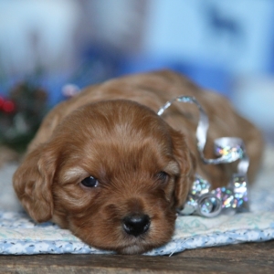 Cavapoo Breed Characteristics | PuppySpot