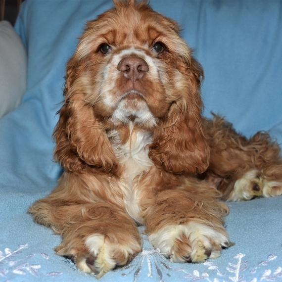 Alexander, a Buff Male Cocker Spaniel Puppy 628659 | PuppySpot