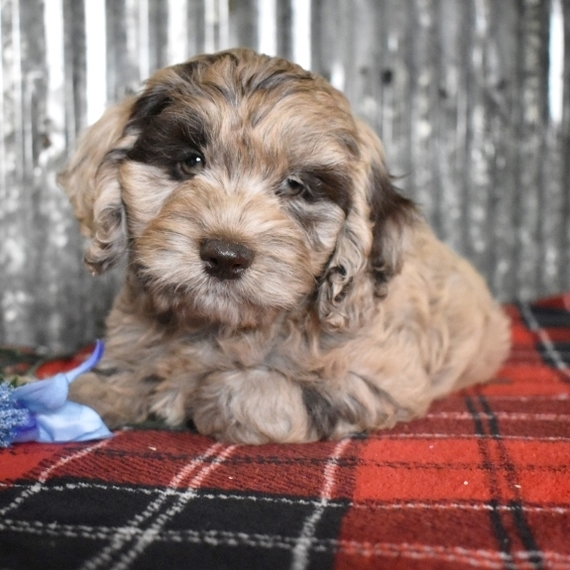 Jackie, a Chocolate Merle Female Cockapoo Puppy 647289 | PuppySpot