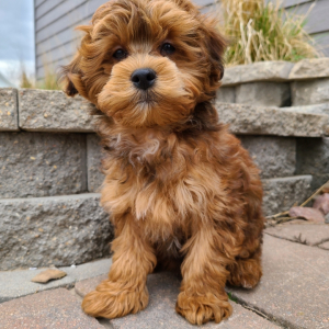 Paco, a Red Sable Male Havapoo Puppy 672399 | PuppySpot