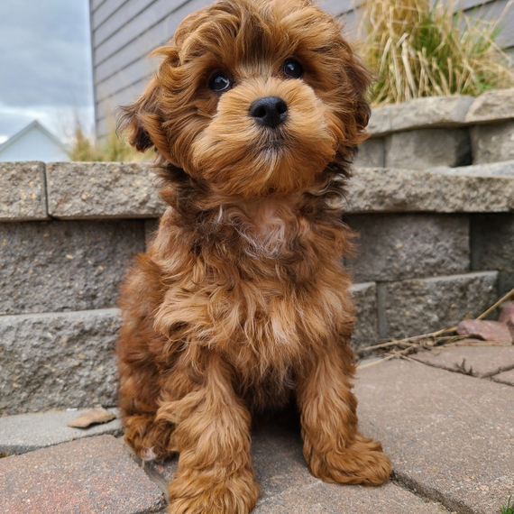 Paco, a Red Sable Male Havapoo Puppy 672399 | PuppySpot