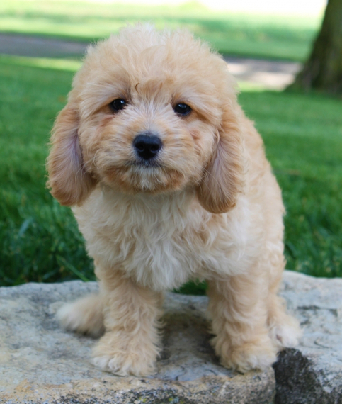Annie, a Apricot Female Cavapoo Puppy 676549 | PuppySpot
