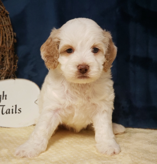 Lottie, a White & Buff Female Cockapoo Puppy 681849 | PuppySpot